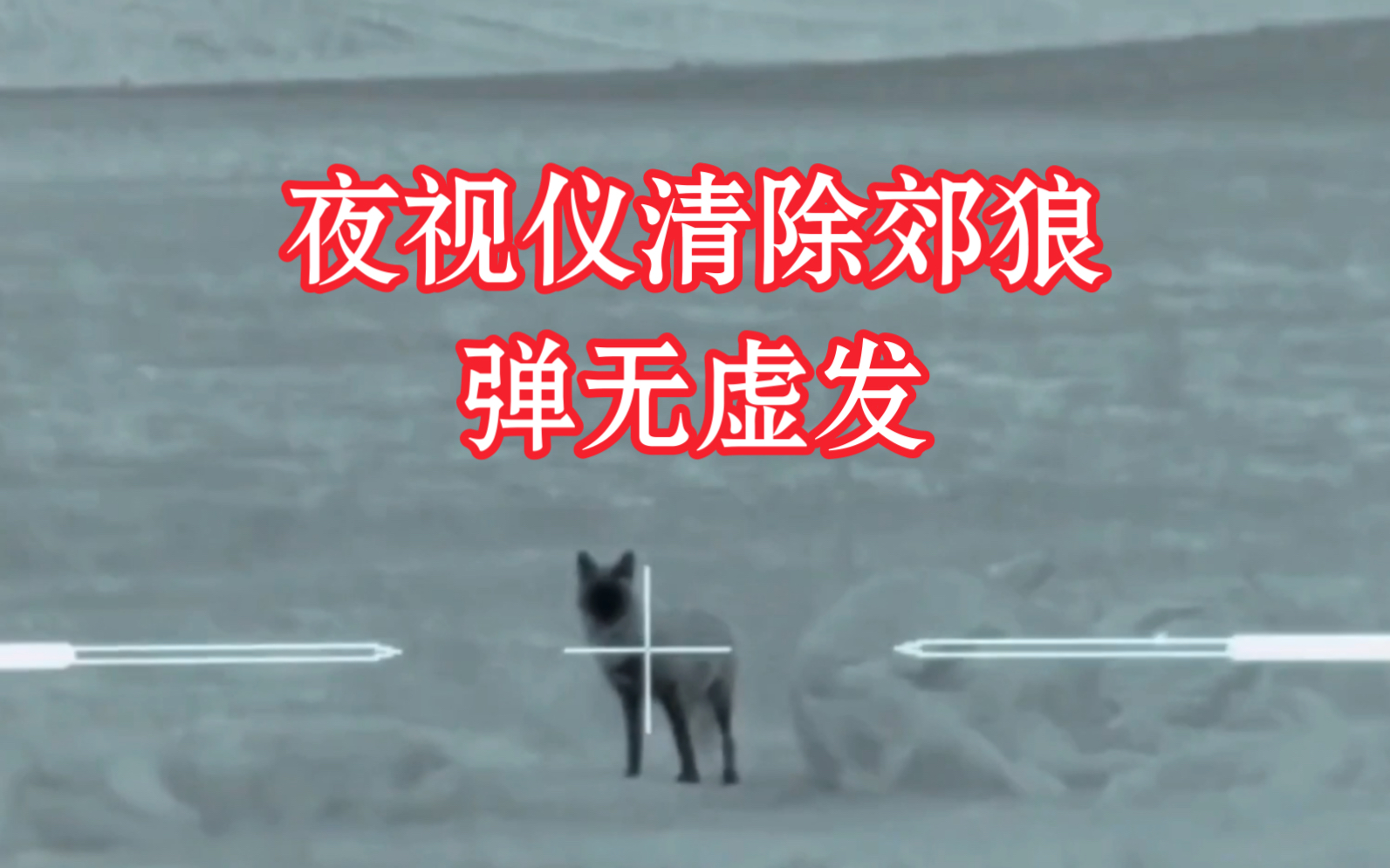 消音器配上夜视仪,神不知鬼不觉地消灭郊狼,超级解压快来看呀!