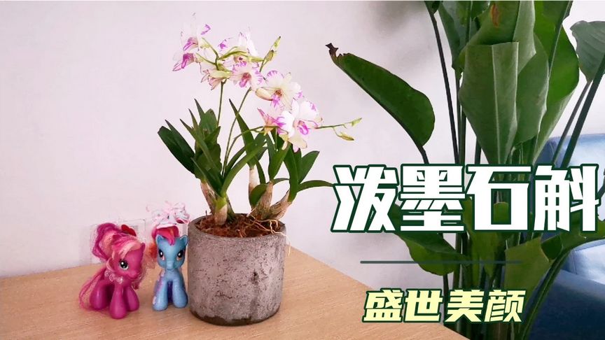 养一盆石斛兰中的爱马仕,泼墨石斛三大优点:花期长开花美好养。