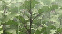 大棚里的温湿度 对作物生长来说很重要 传感器如何工作?
