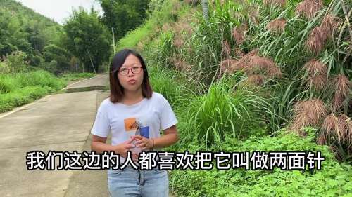 这才是真正的两面针,很多人都认识错,拍给大家看一下