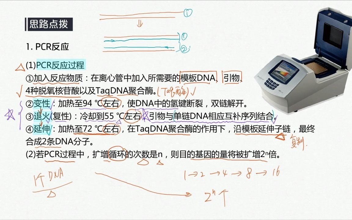 PCR的反应过程及应用