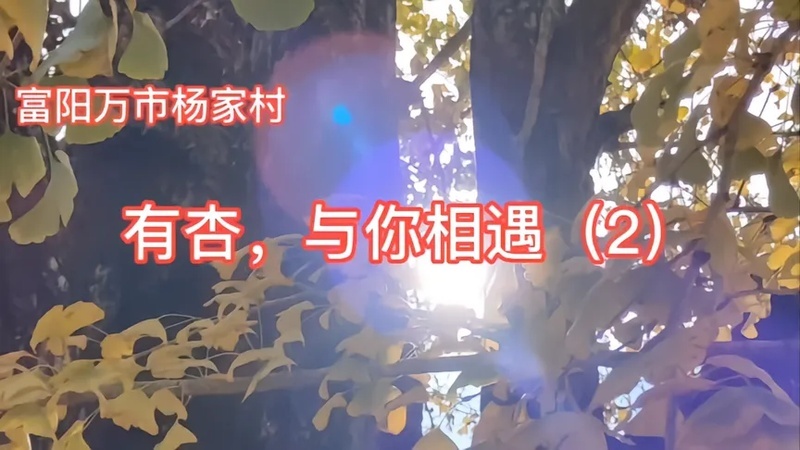 喜欢银杏的朋友请进,这里有美景,也有很多有关银杏的知识哦!