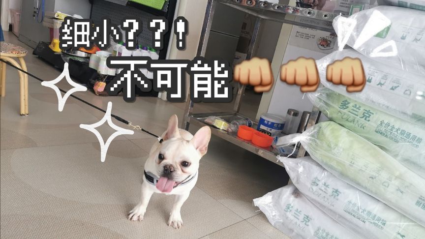 Vlog#29狗狗检测出细小病毒?!最后才知是虚惊一场/一起来看看吧