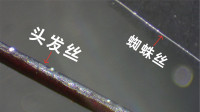 显微镜下观察蜘蛛丝:比头发丝细1000倍,但比钢铁还硬
