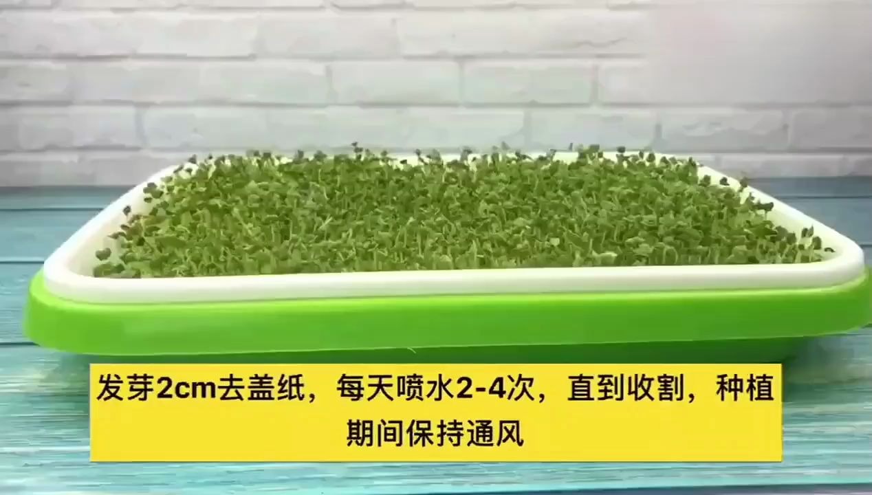 【阳台种菜】小白菜成长记 无土栽培蔬菜 小白菜育苗