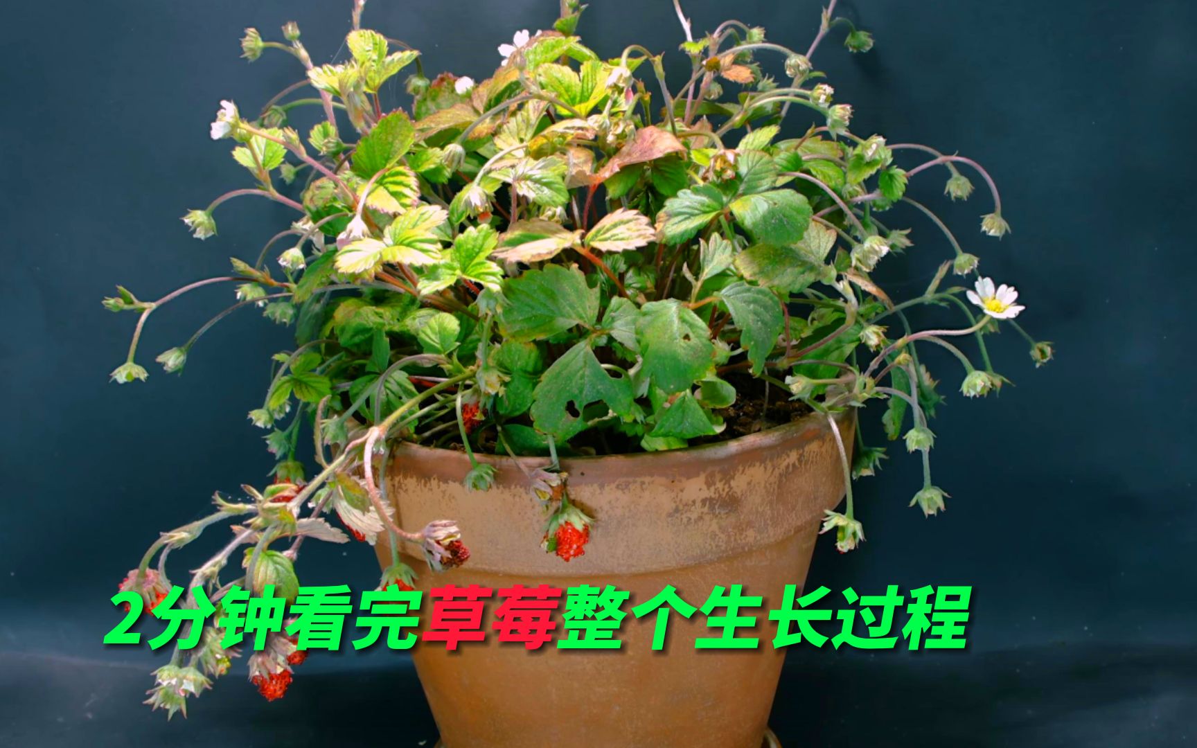 2分钟看完草莓从种子到开花结果,整个生长过程拍了多少天?