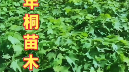 千年桐苗木基地