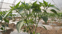大棚里面种植辣椒小技巧，你都知道多少呢