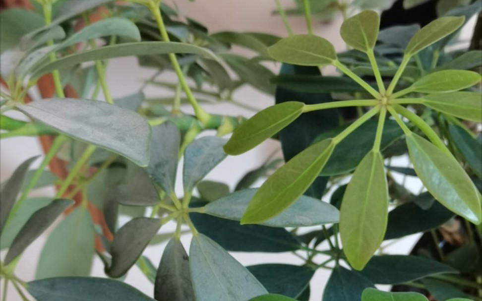 一年级计数器进位加法