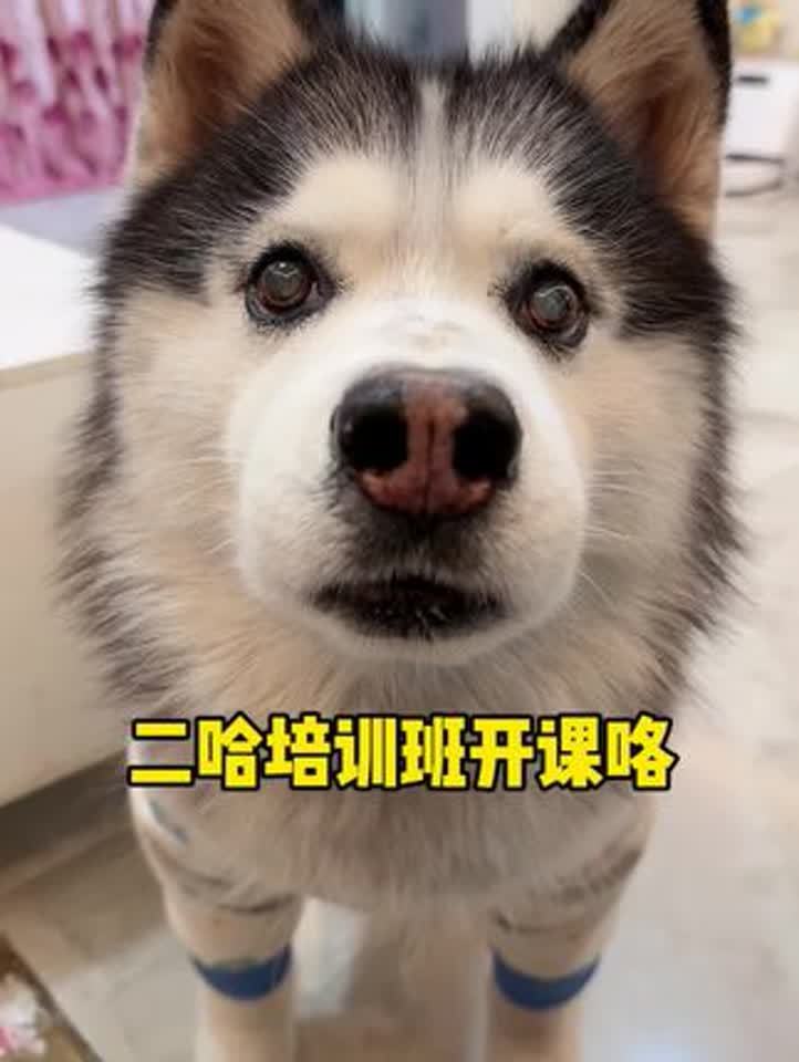 狗:同学们上课啦!