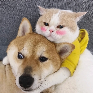 想做你的小火车 