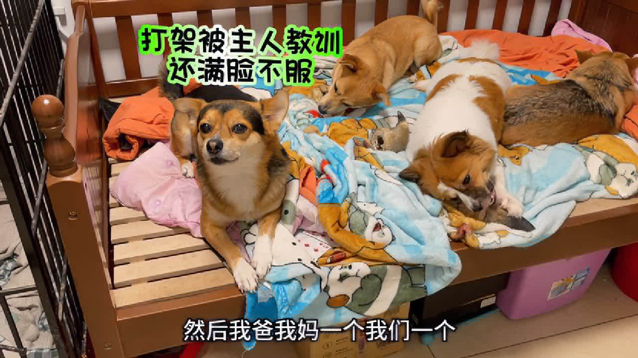 狗狗在家偷偷打架,被主人教育后它们竟然还满脸不服!太欠揍了
