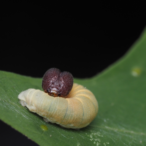 虫羽鸟 