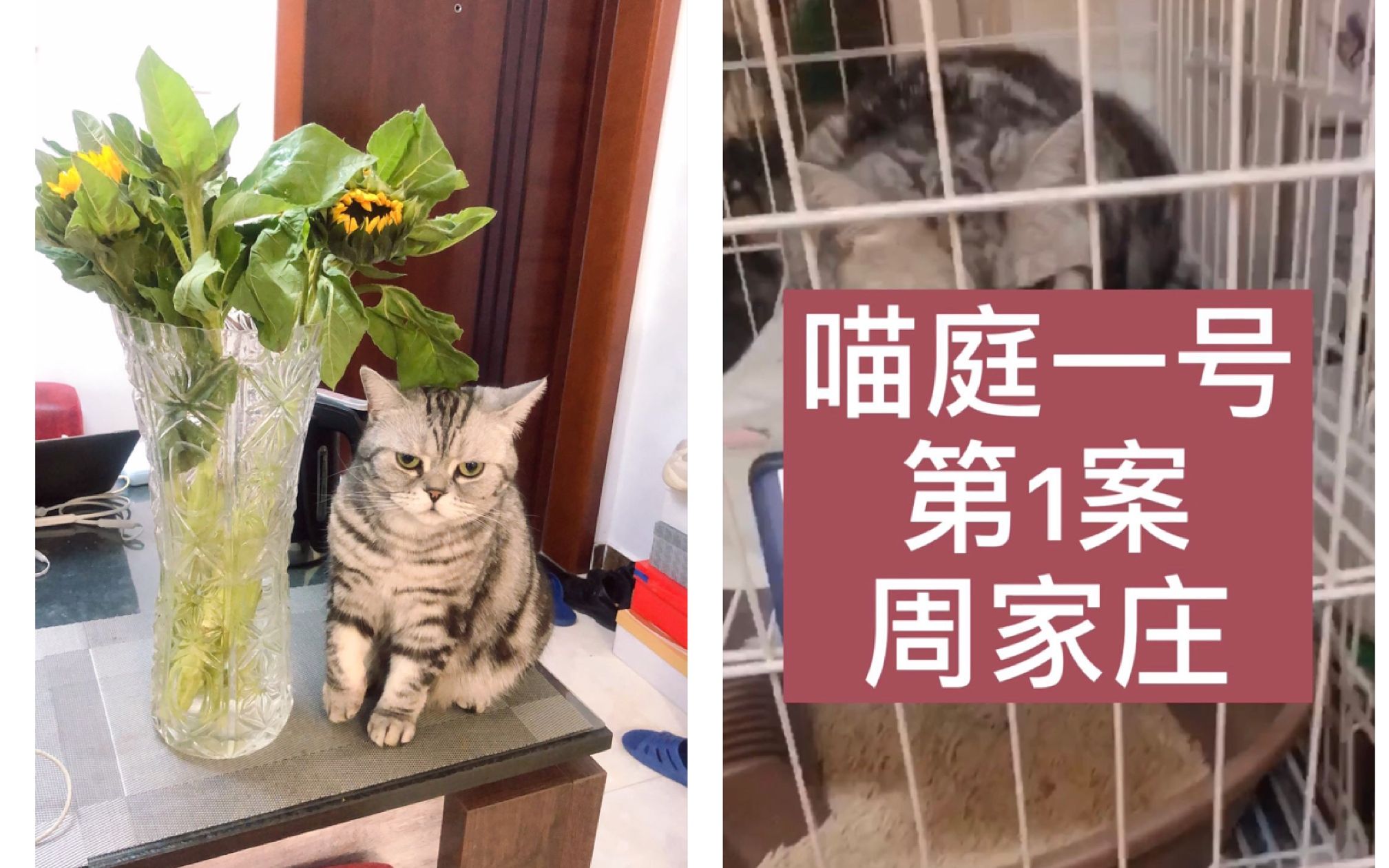 ...案:犯罪嫌疑人“张三”喵的犯罪过程重现,萌宠周扒皮犯罪庭审现场