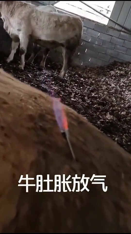 牛肚胀放气,这是救命的放气,可以救牛一条命【动物也疯狂】
