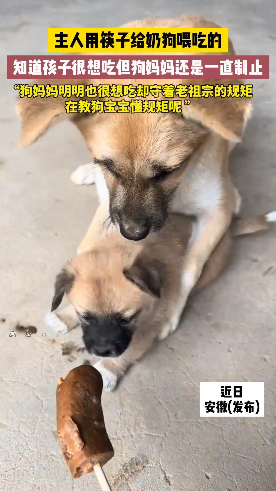 主人用筷子给奶狗喂吃的,被守规矩的狗妈妈制止