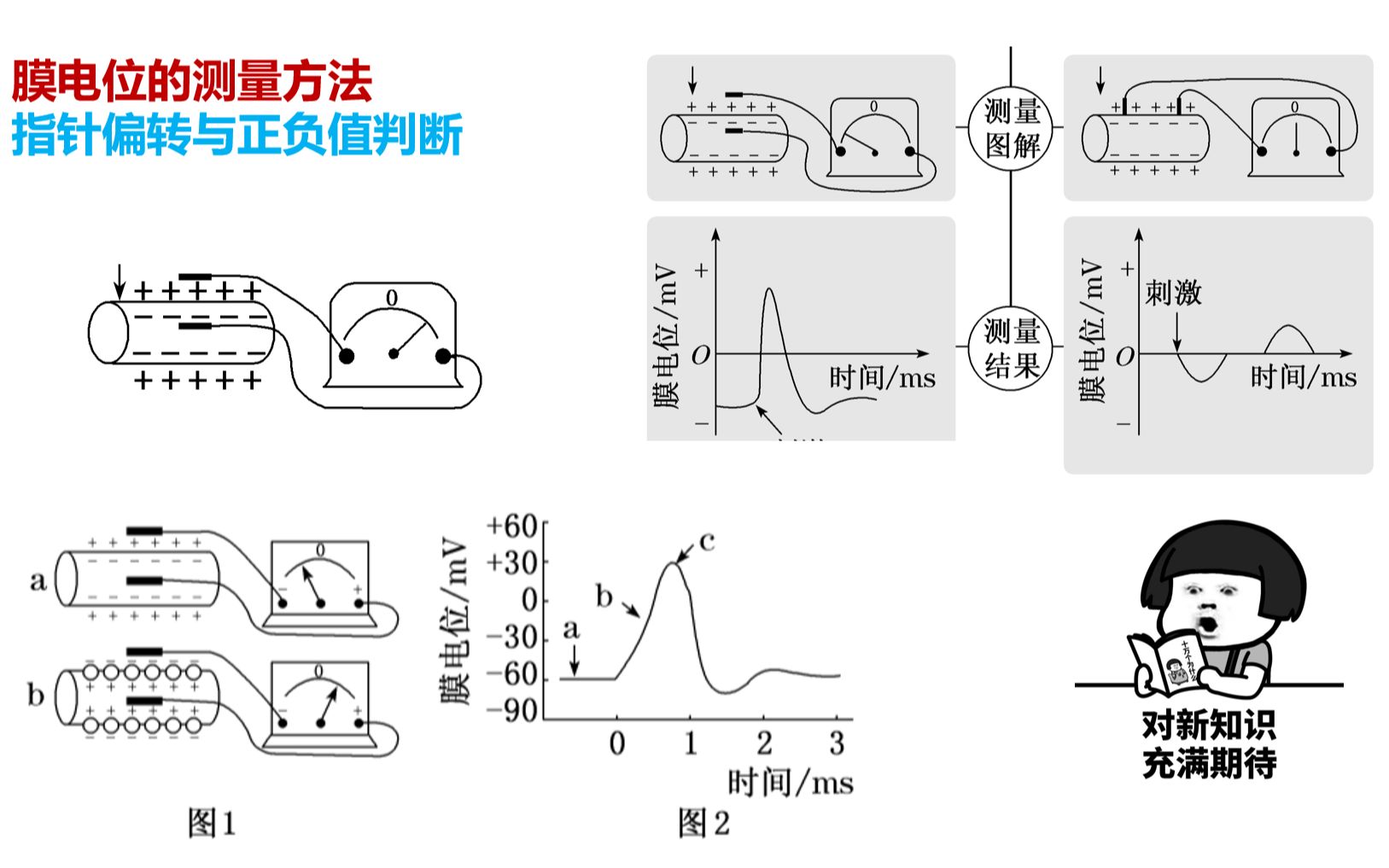 高中生物神经调节膜电位测量与指针偏转,以及测量值正与负分析