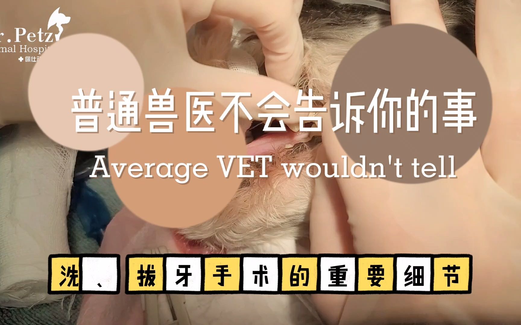 宠物洗牙拔牙,手术室里你看不到的“秘密”
