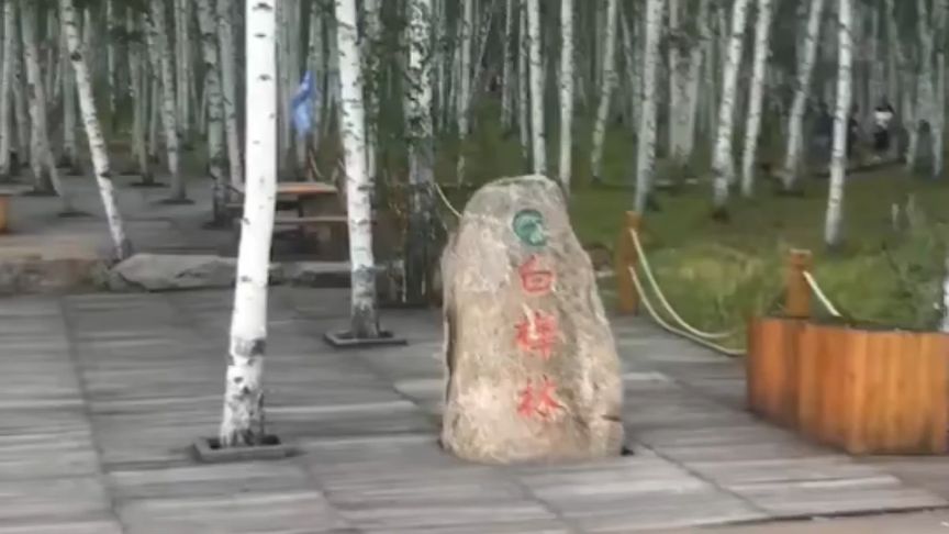 呼伦贝尔大草原白桦林景区