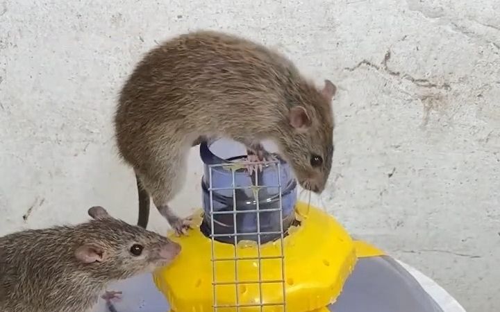 3种超实用的捕鼠神器!