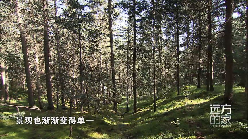 这里是森林和干性灌木的分界线,也是监测水源涵养的重要窗口