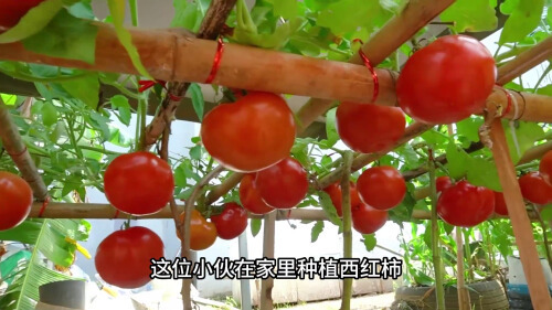小伙在家里种植饱满的西红柿,高手隐藏在民间