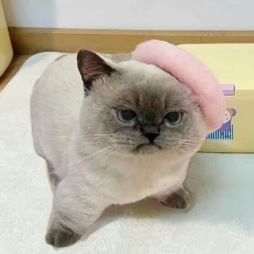 小璐小璐会过马路 