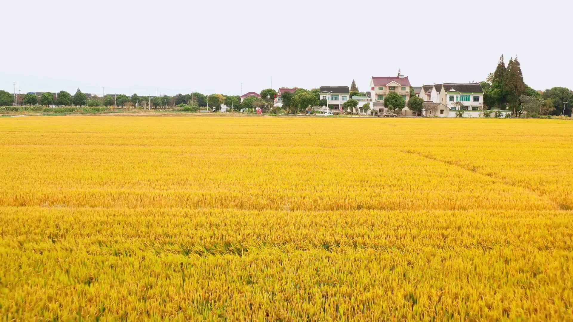 秋收的场景