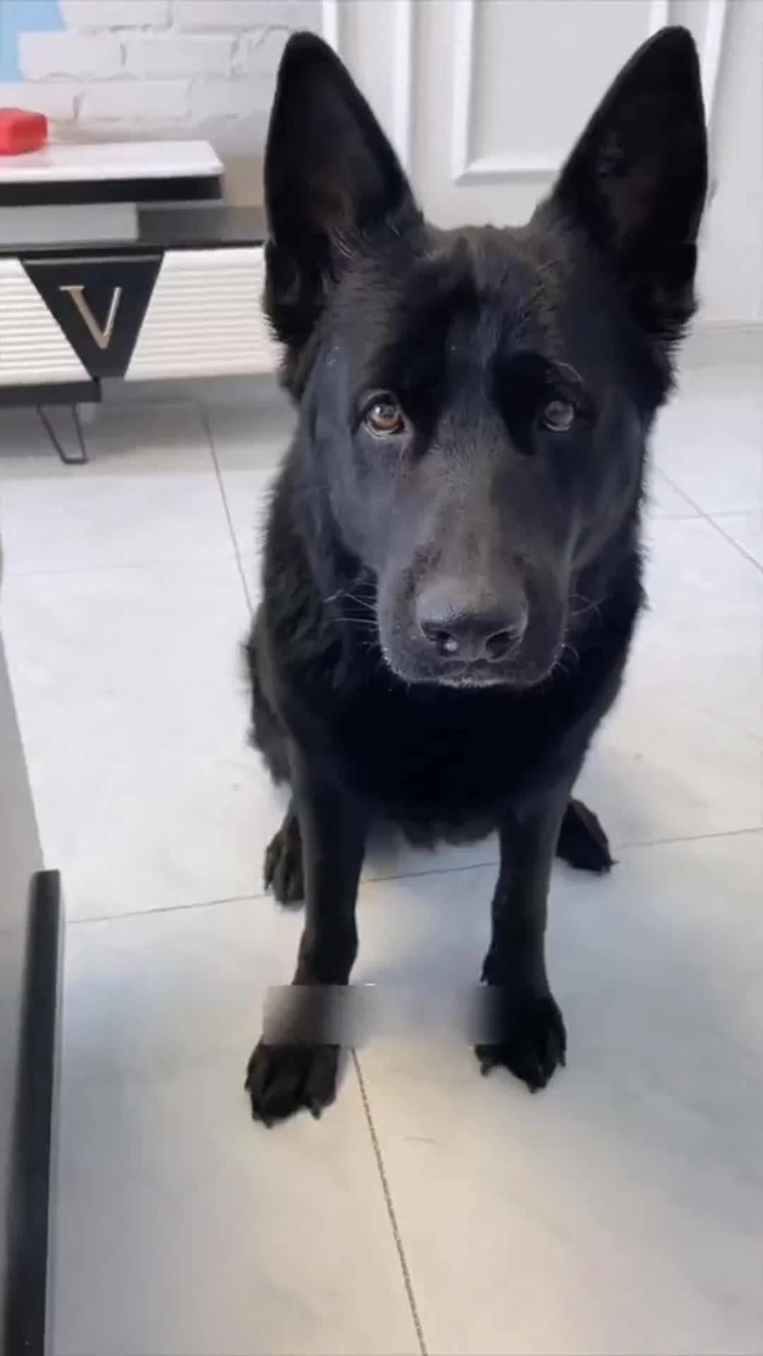 模仿能力极强的狗狗