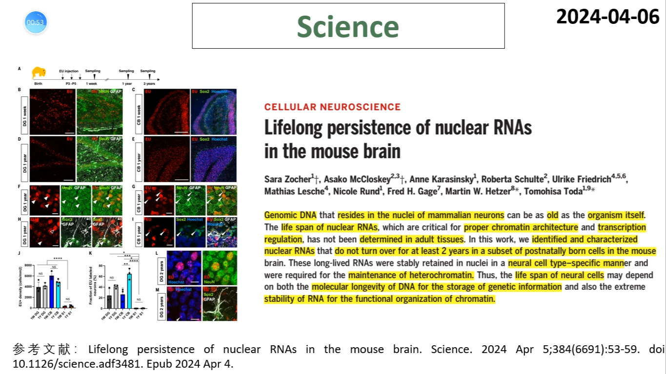 Science—为什么神经细胞的寿命很长?长寿的关键是什么?