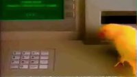 万事达卡(mastercard)经典获奖广告--乌鸦篇