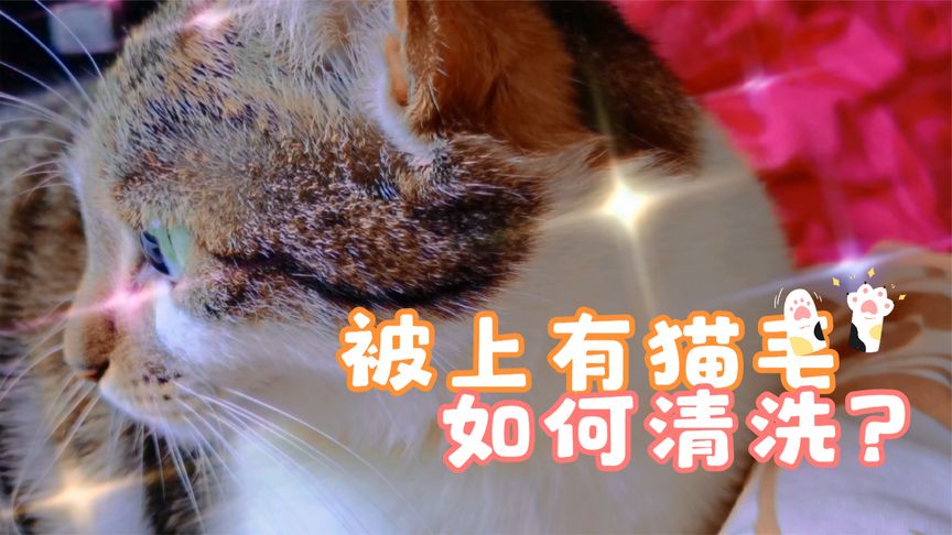 对家中环境进行打扫、消毒很重要,被子上有大量猫毛怎样清洗
