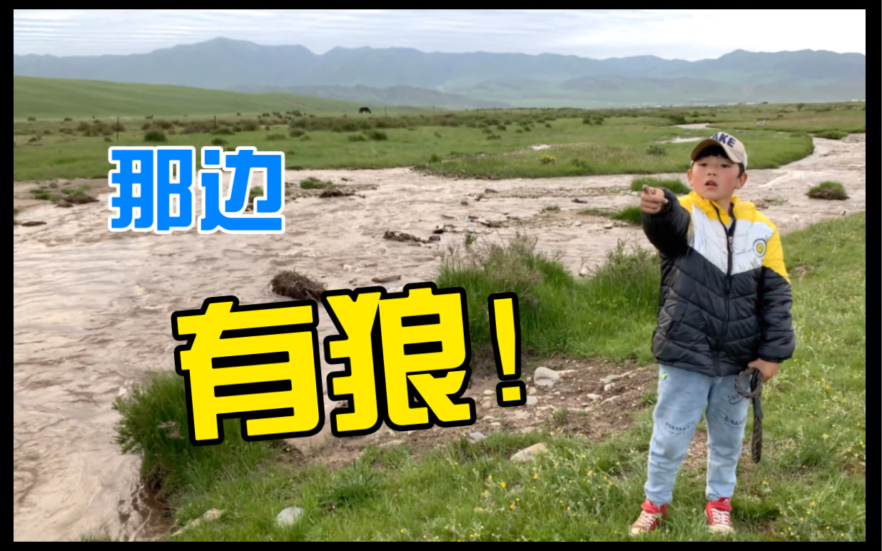 带着狗狗自驾游在大草原,住宿在藏民家,和藏族小朋友一起去寻找狼的...