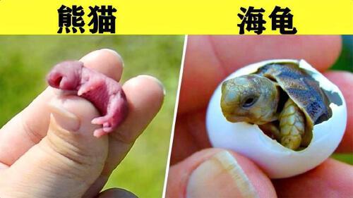 盘点动物刚出生时的样子,粉色的熊猫幼崽像老鼠?
