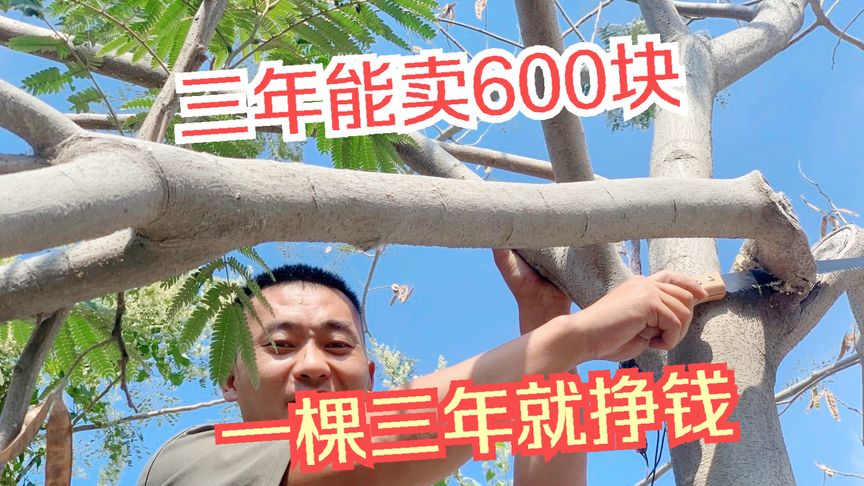 7块钱买一把碳钢锯,修剪600块一棵的树,你们那里什么价格