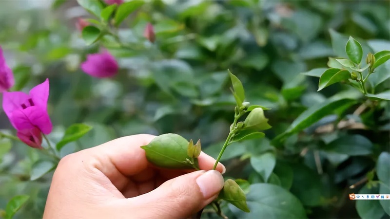 养三角梅,学会区分新芽和花芽,一年能多开几次花