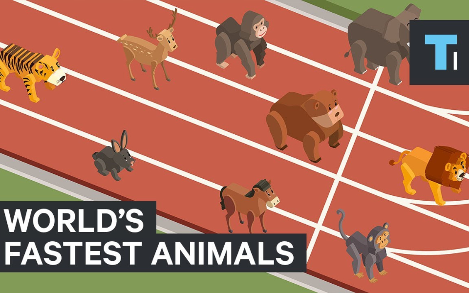 世界上速度最快的动物是什么?竟然没有兔子我不服!