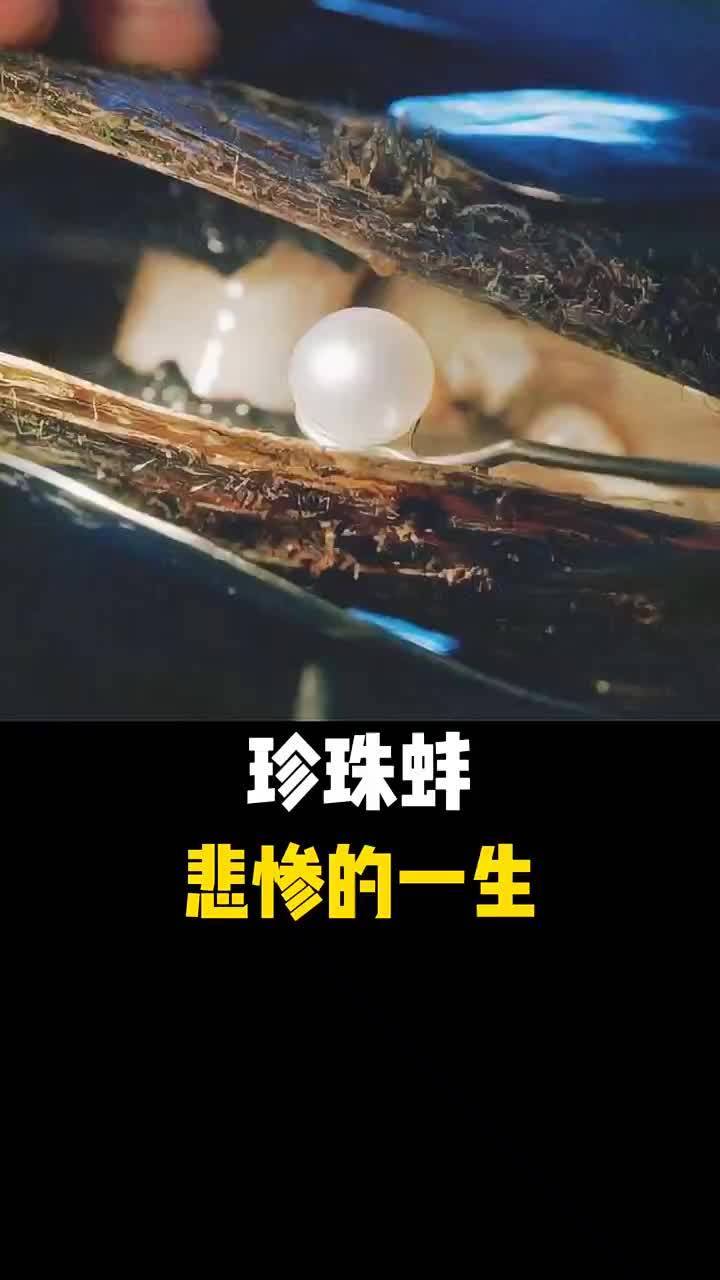 奇妙的大自然:珍珠是怎么形成的?贝类忍受痛苦煎熬后的产物