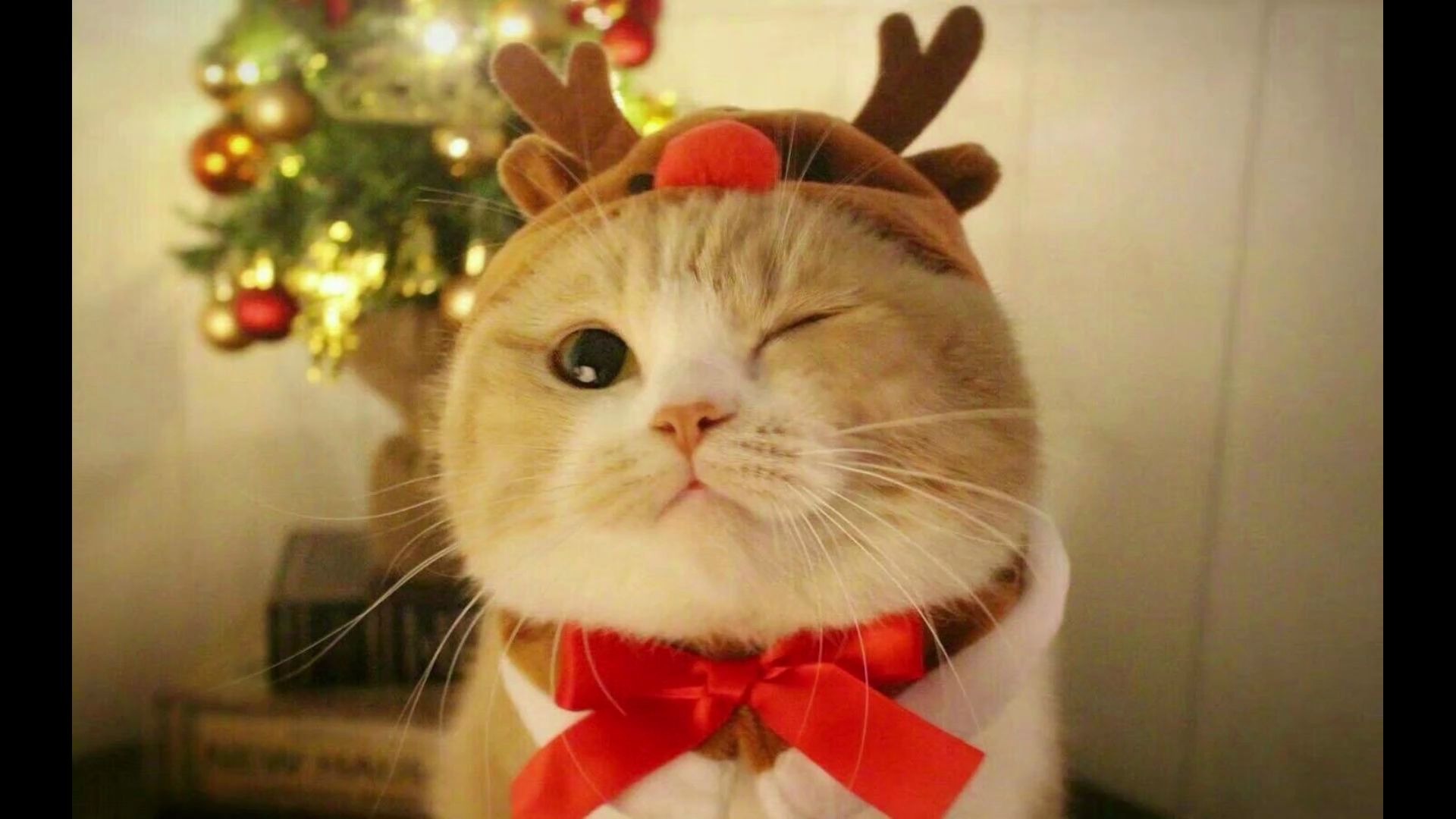 养宠物会坐牢!聊聊那些牢底坐穿兽,那些宠物市场里的违规宠物