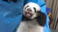 熊猫宝宝躺在奶妈的怀里好乖,吐舌头的瞬间被萌死了,太可爱了!