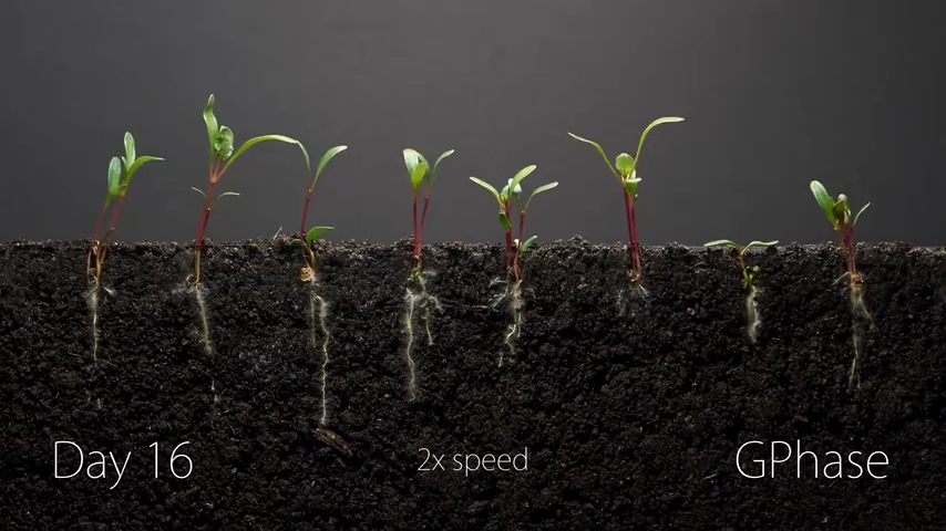 【3D演示】植物种子生长发育过程