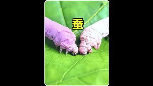 你的蚕宝宝“几龄了”?它一生会脱几次皮?