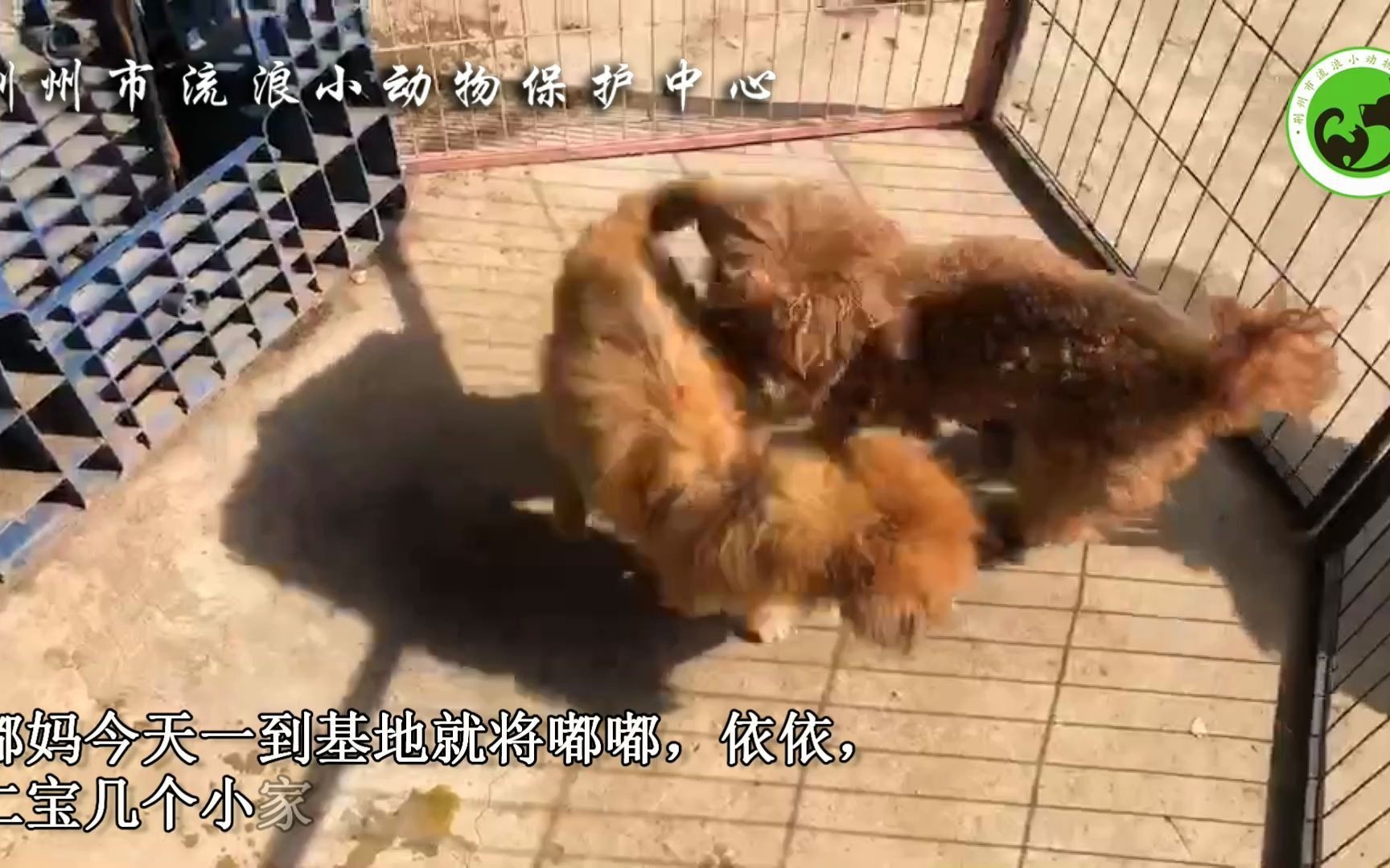 三吨狗粮之重,爱心共同行动