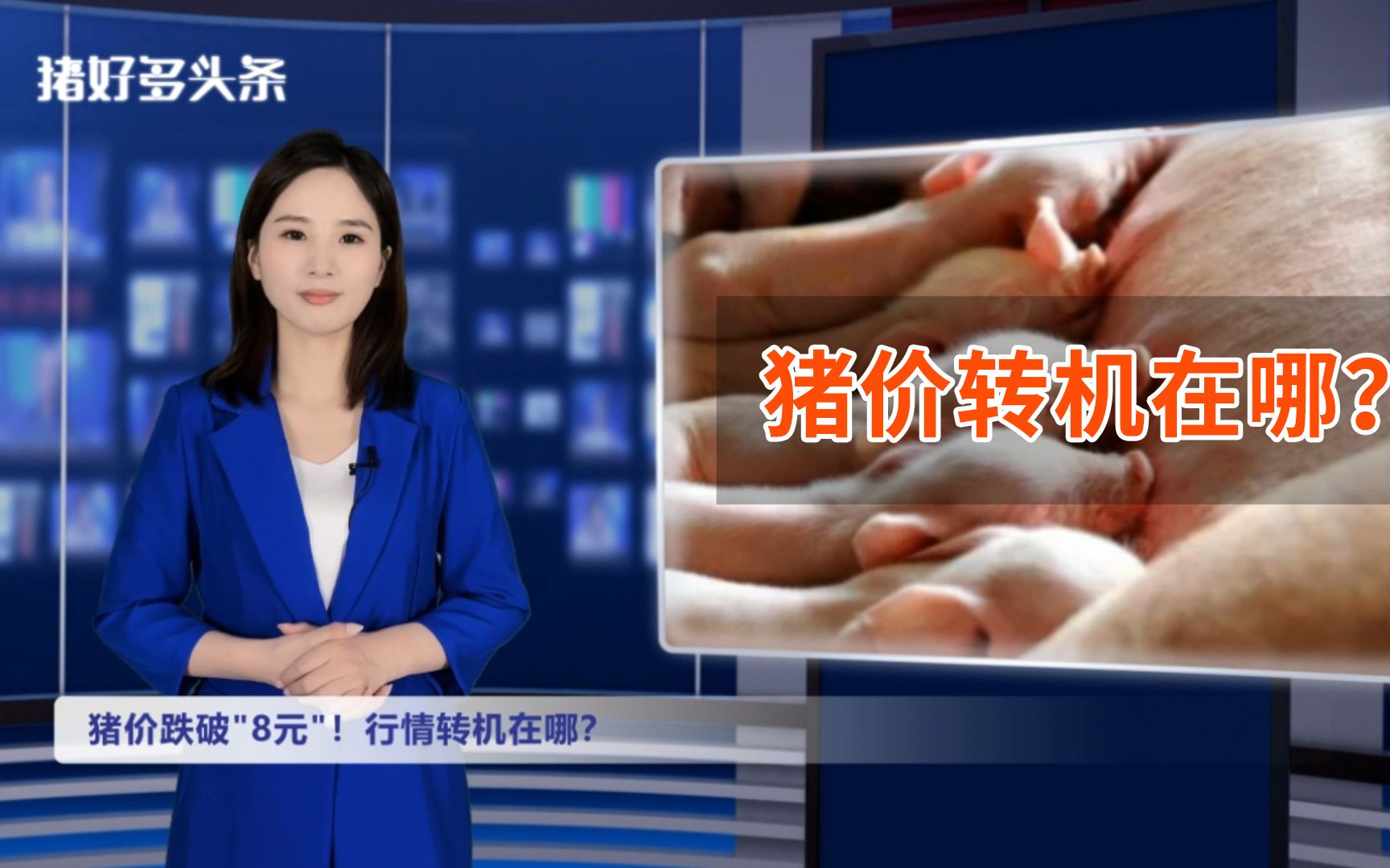 猪价跌破“8元”!仔猪150元/头无人问津!行情转机在哪?