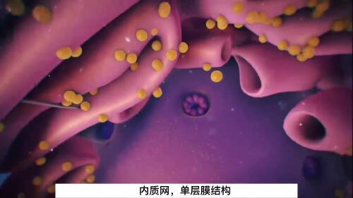 内质网--细胞内最大的细胞器