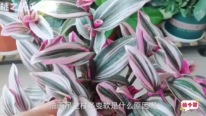 油画吊兰枝条变软咋回事原因在这里