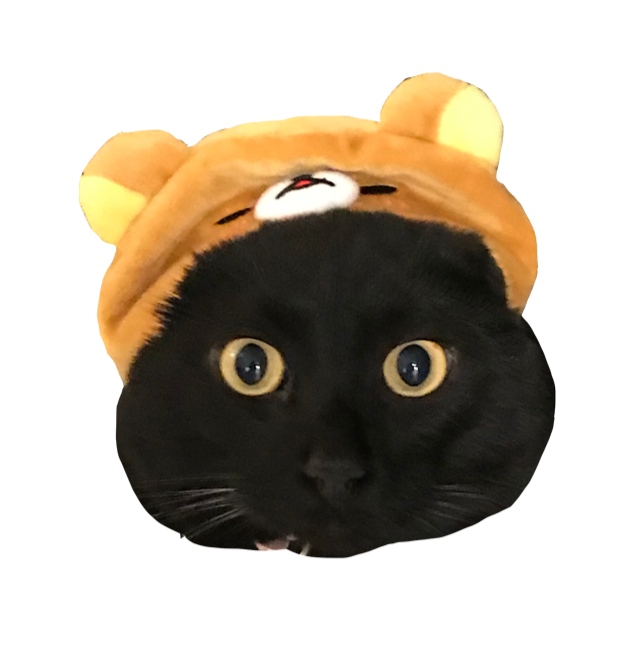 这么多猫哇 