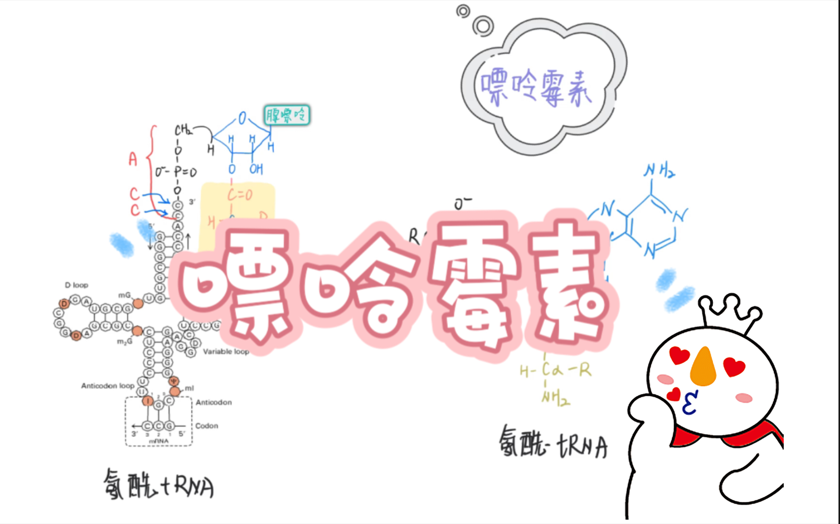 生物化学-23-嘌呤霉素-蛋白质的合成抑制机制。