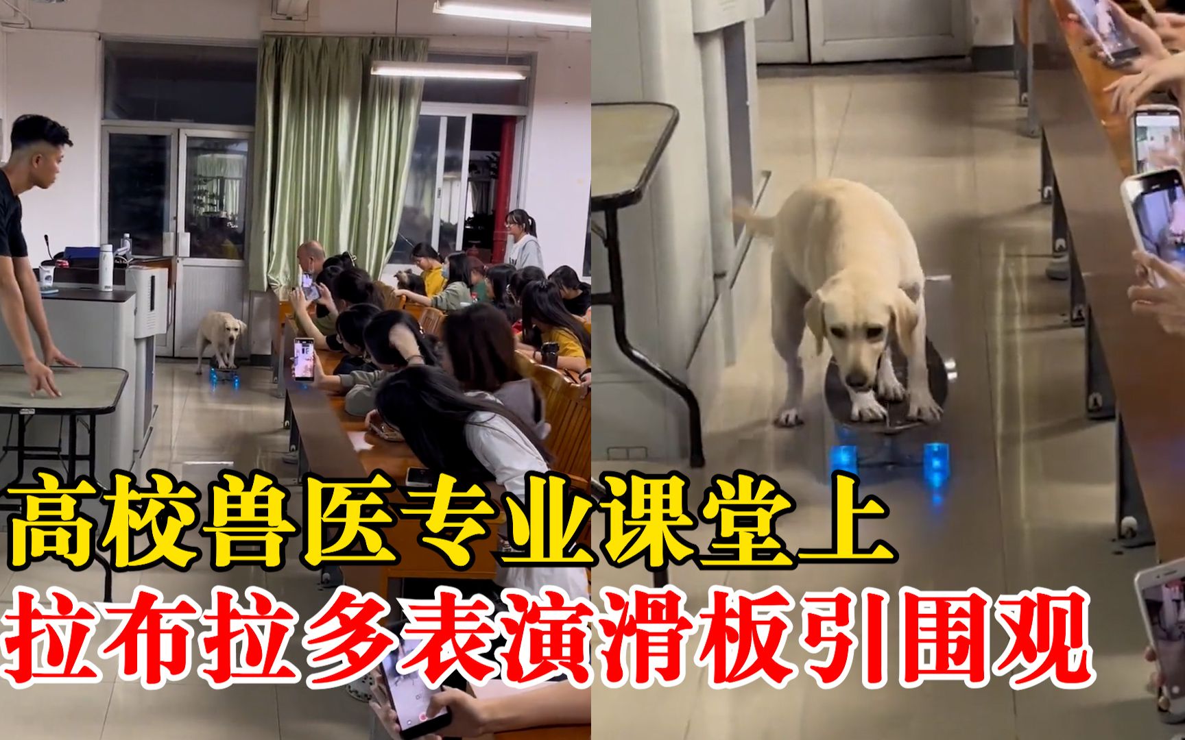 拉布拉多高校课堂表演滑板引围观,训犬师:兽医专业在学宠物训练