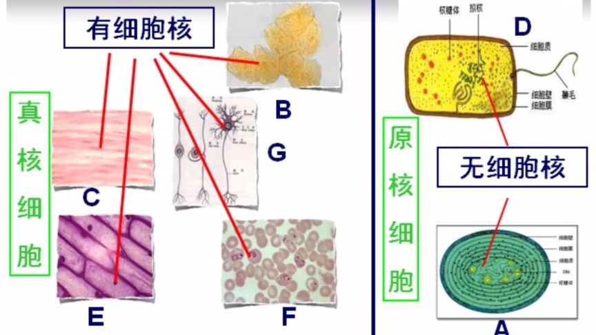 细胞的多样性和统一性